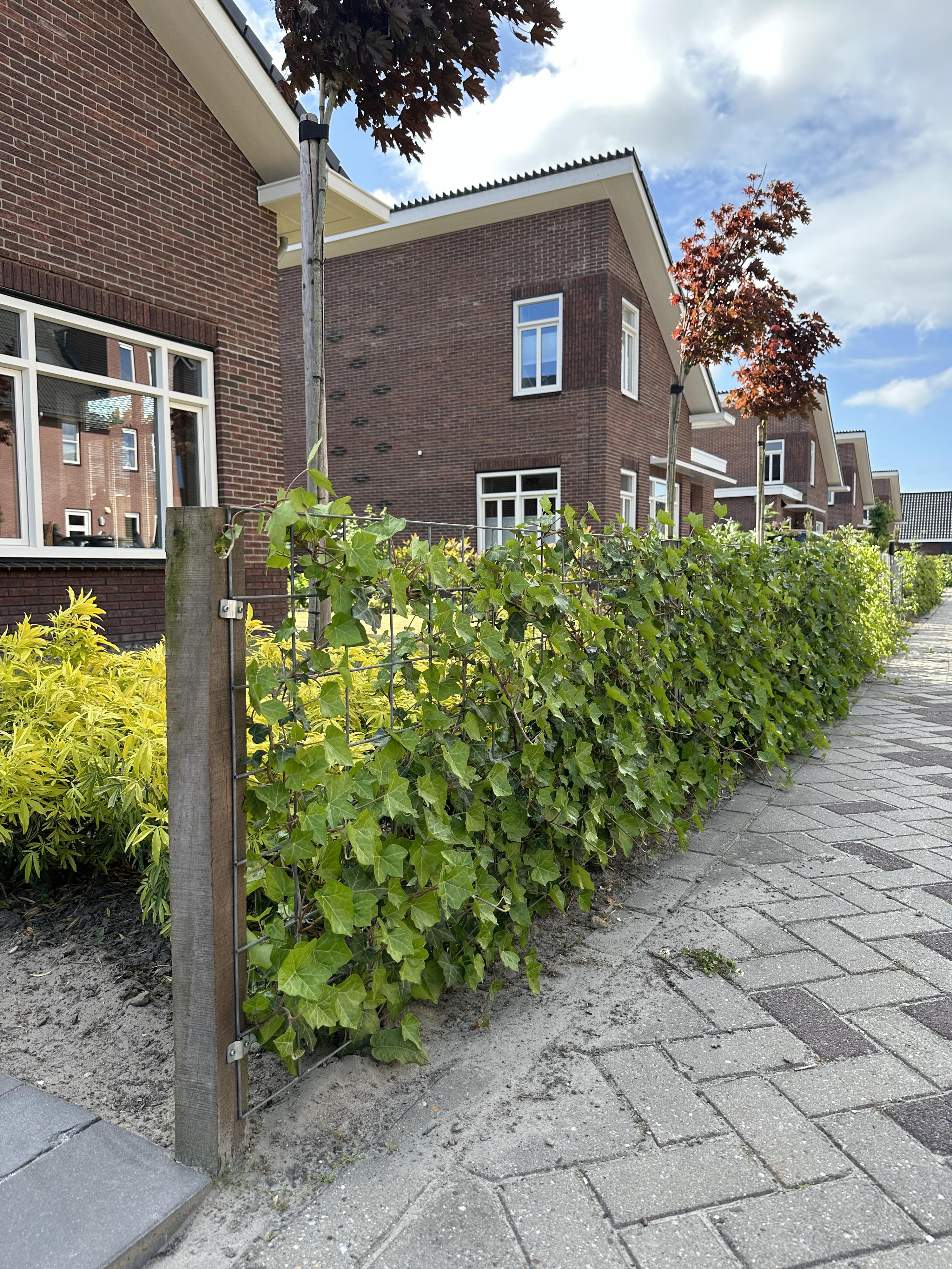Verplichte groene erfafscheiding in de nieuwbouwwijk? Dit zijn je ...